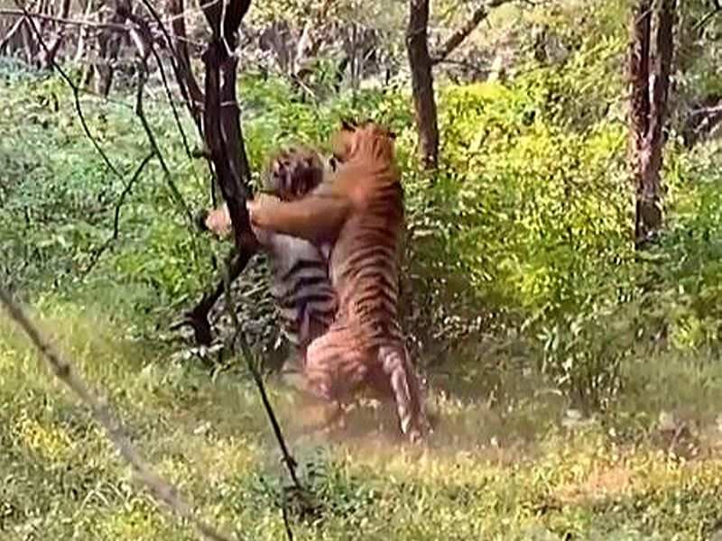 Tourists Delight as Tigers Fight for the Attention of a Tigress in ...