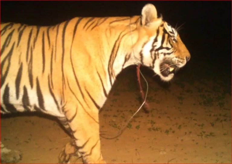 Ranthambore National Park Tiger Caught on Camera with a Wire Snares ...