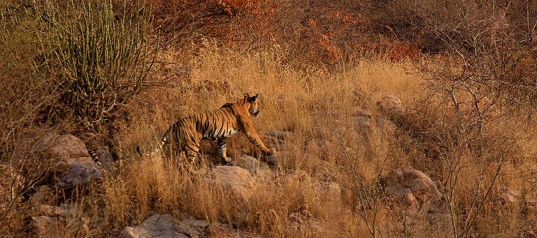 Best Zone for Spotting Tiger in Ranthambore National Park