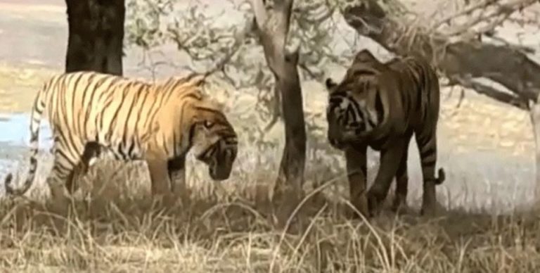 Tigers clash over territory in Ranthambore National Park, Tiger T-120 ...