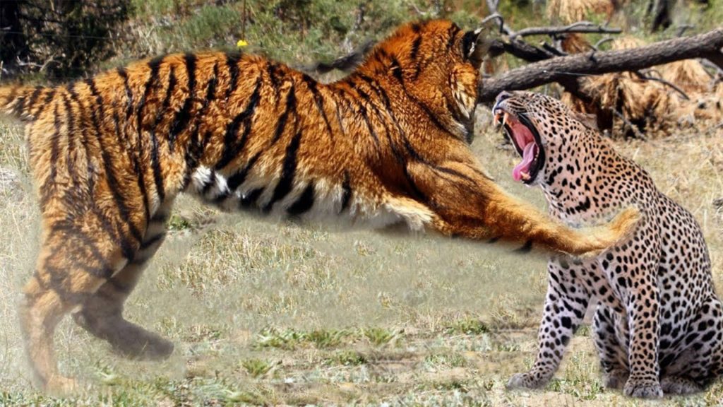 The Tiger Taught the Leopard a Lesson by Giving Punishment In Front Of ...