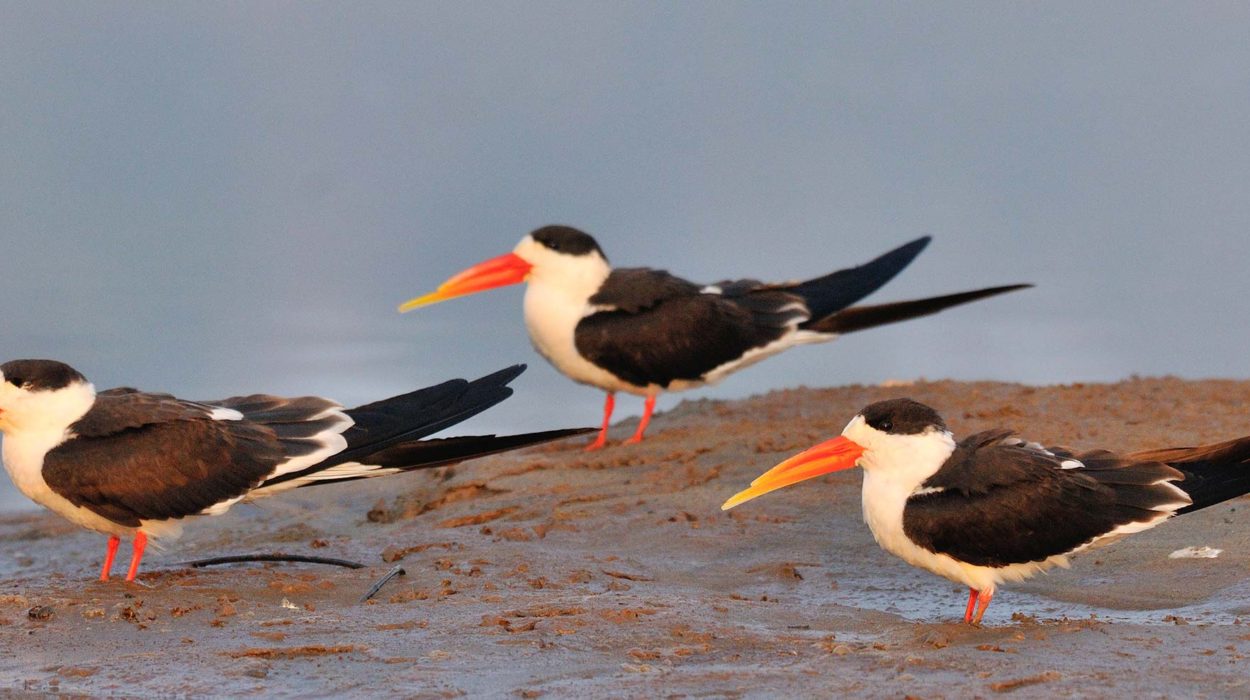 Birds of Ranthambore National Park Rajasthan, India - Ranthambore ...