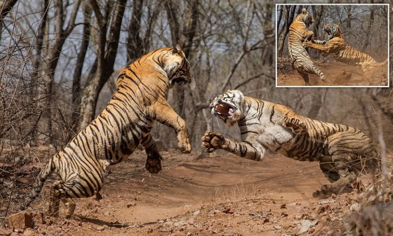 Watch Live Video of Tiger-Tigress Fight in Ranthambore: Attacking Each ...