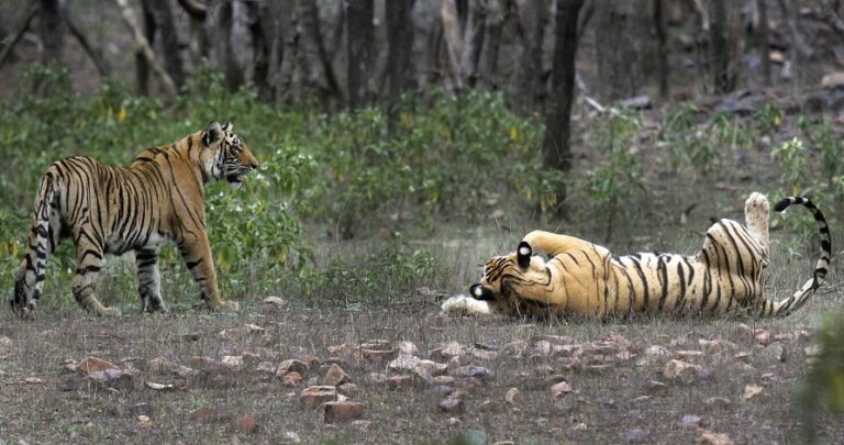 Watch Live Video of Tiger-Tigress Fight in Ranthambore: Attacking Each ...