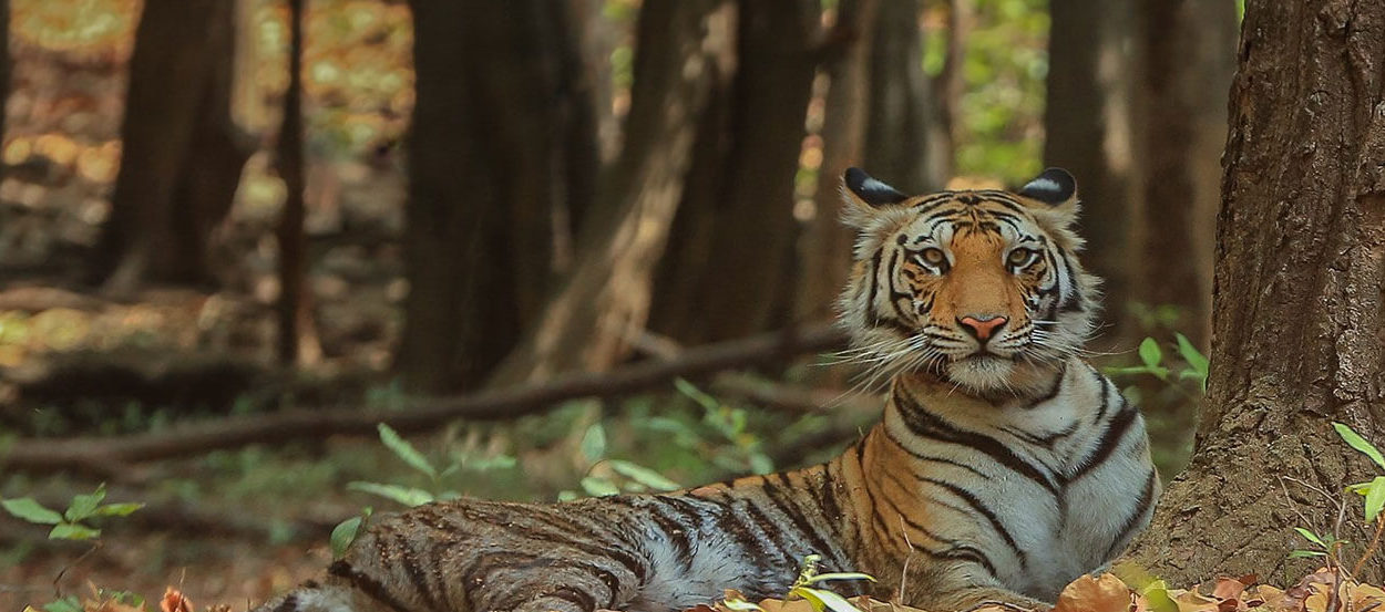 Ranthambore National Park – A Lifeline for Tigers in India ...
