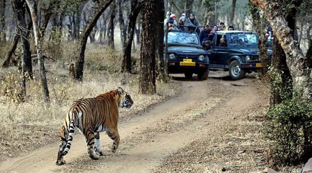 Wild Winters at Ranthambore National Park! - Ranthambore National Park ...