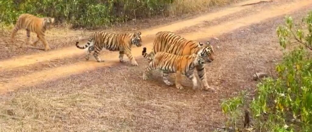 ‘Bathing Time’ for Tigress Ridhhi and her Cubs - Captivating Video ...